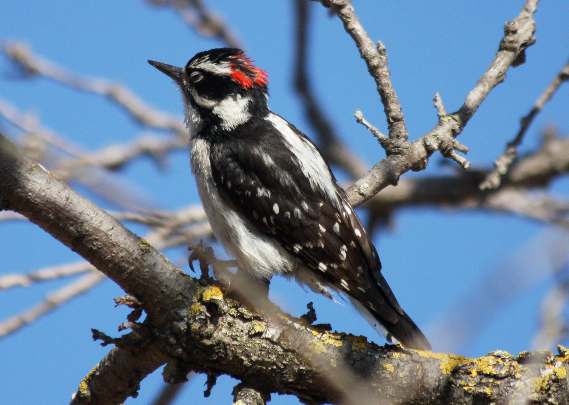 Downy Woodpecker, Picoides pubescens